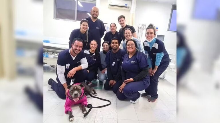 Pitbull em hospital: Cães que ajudam na recuperação